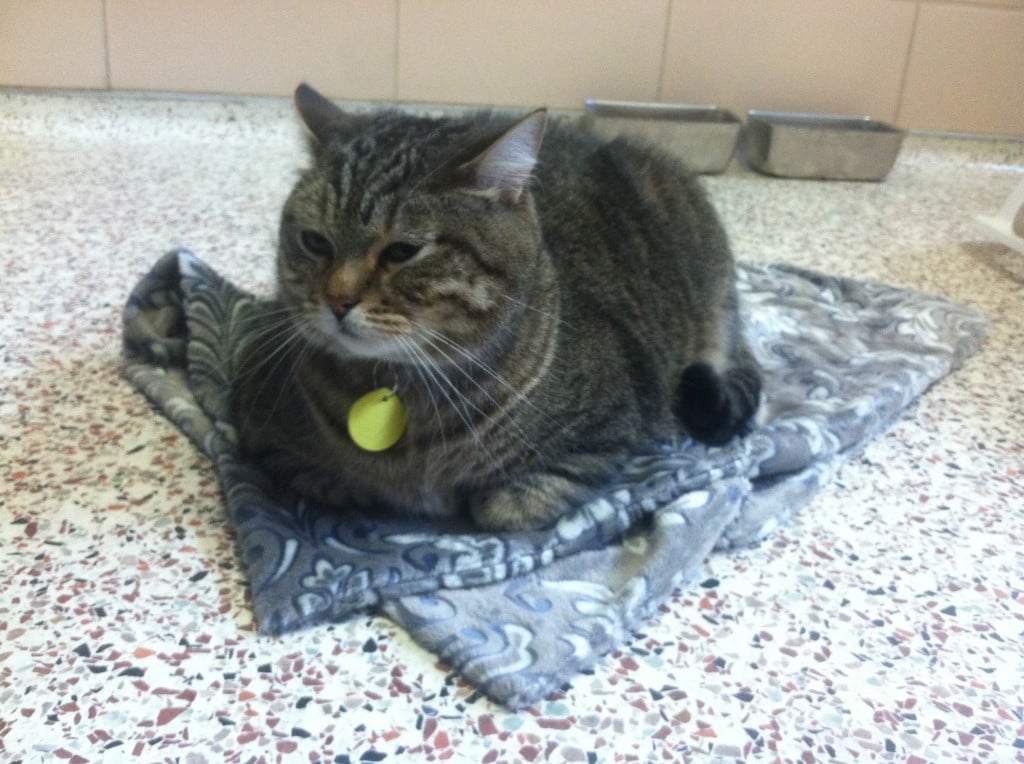 Cuddle Cares for Calvin the Cat