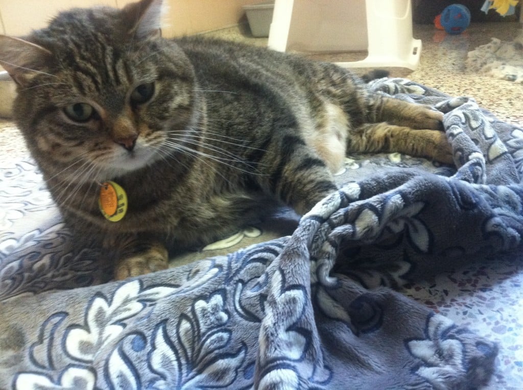 Cuddle Cares for Calvin the Cat